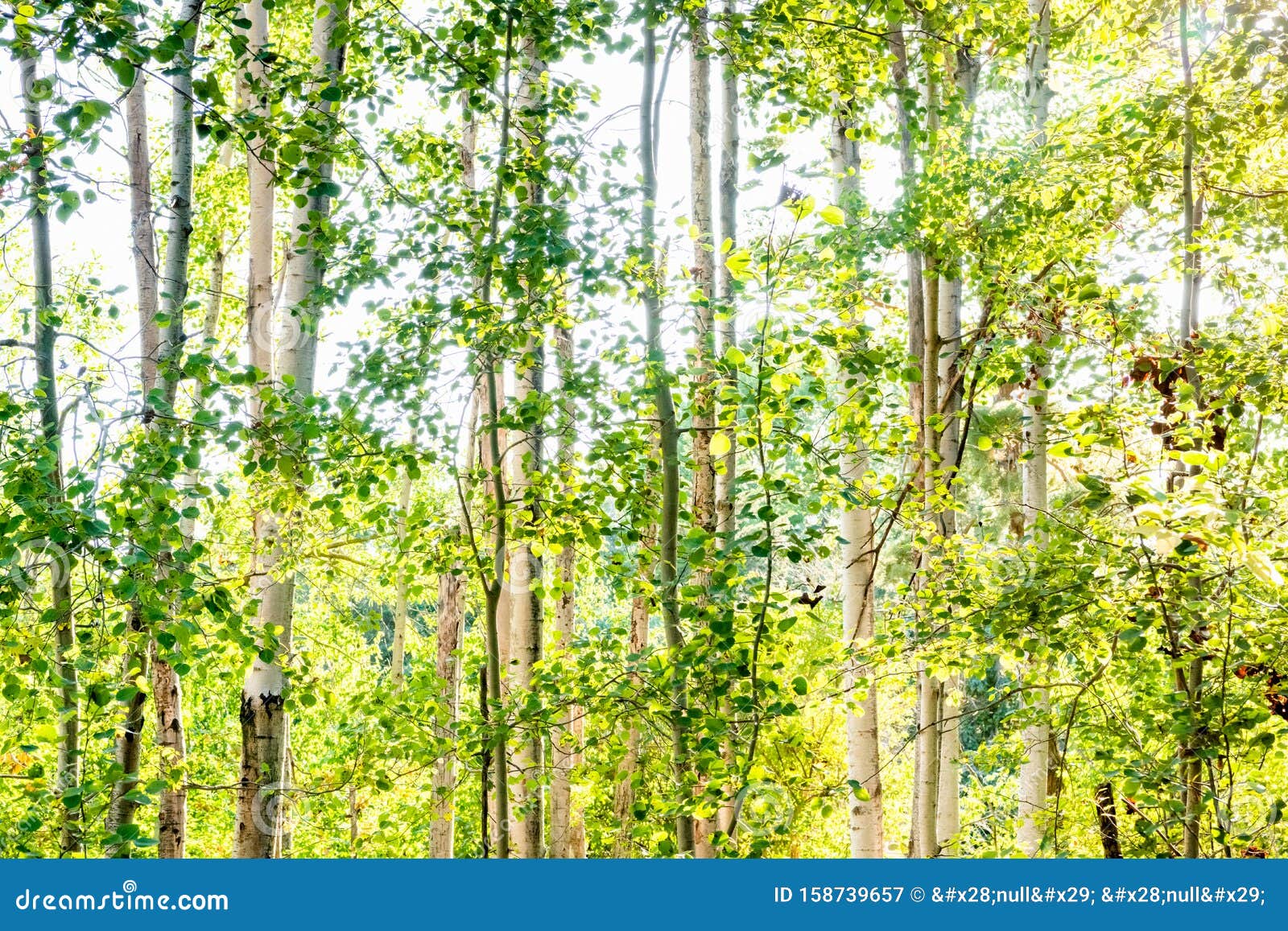 Backlit Birch Forest In Summer Stock Image - Image of natural, bark ...