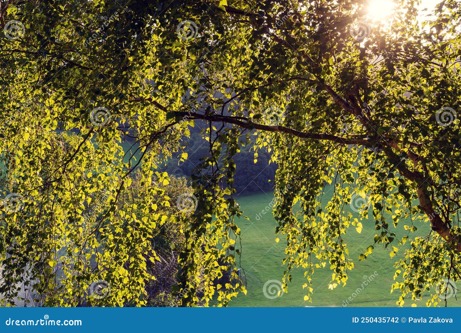 Birch tree at sunset stock photo. Image of silhouette - 250435742