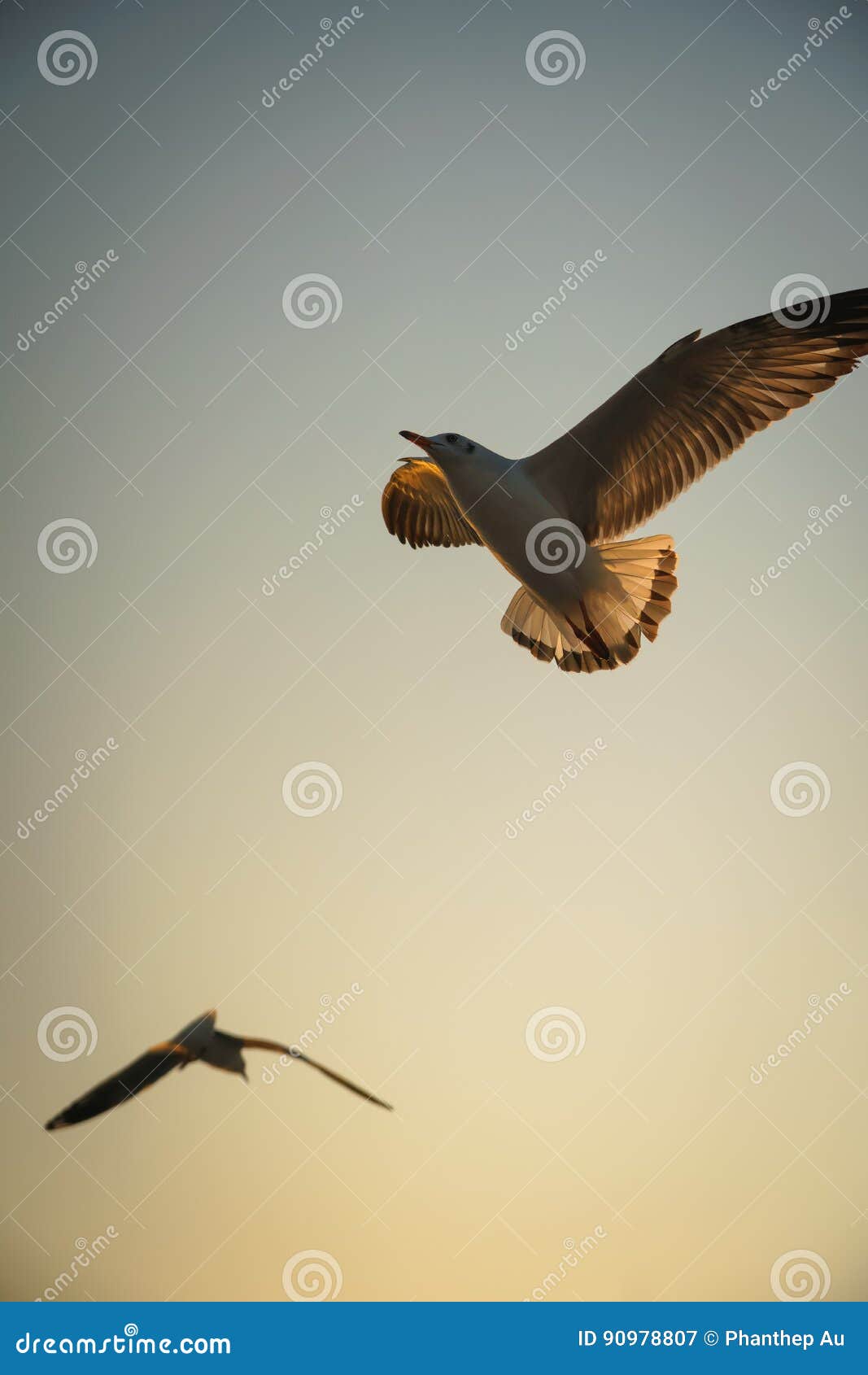Backlit Bird Gliding at Dusk Stock Image - Image of spread, action ...