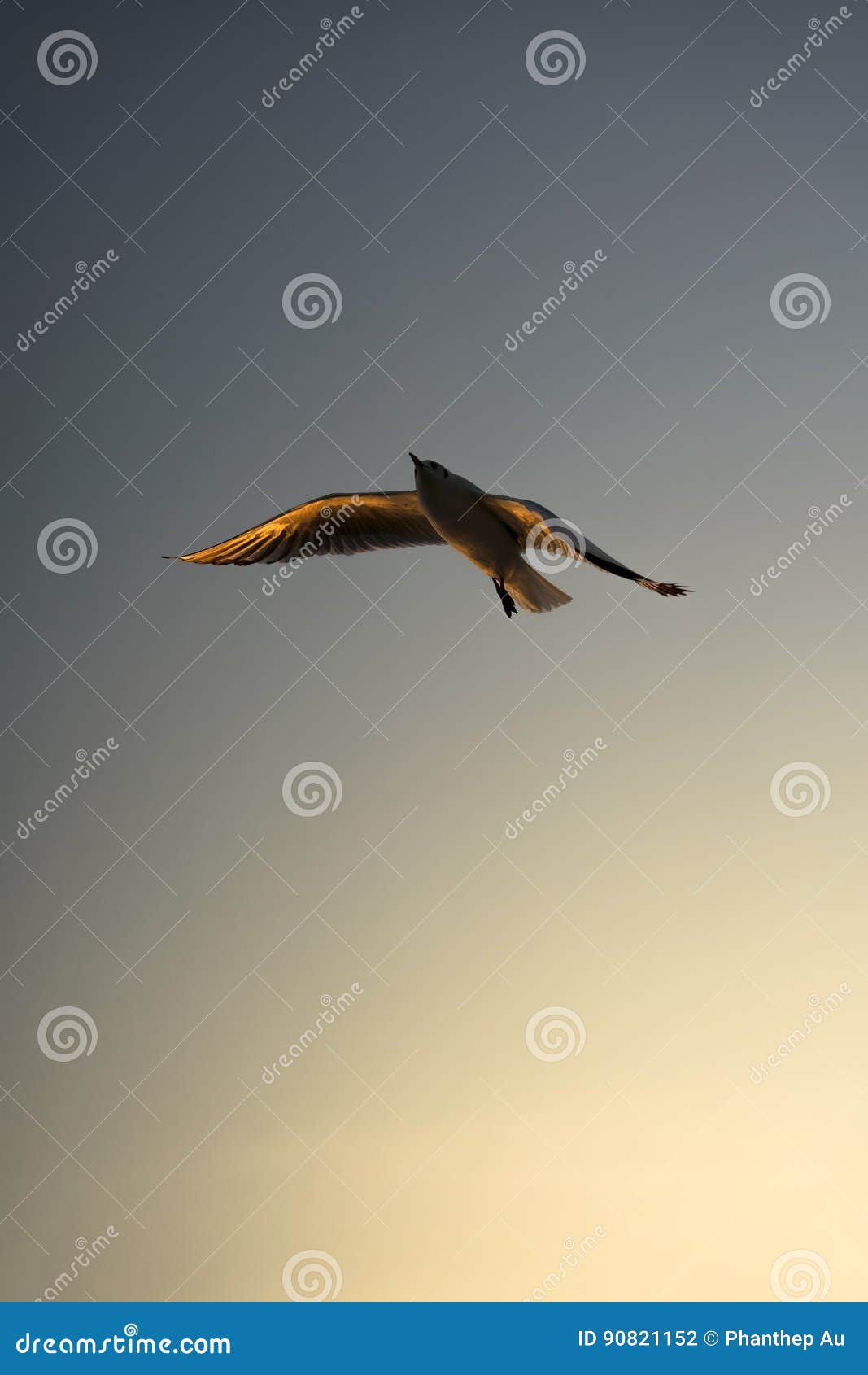 Backlit Bird Gliding at Dusk Space for Text Stock Photo - Image of ...