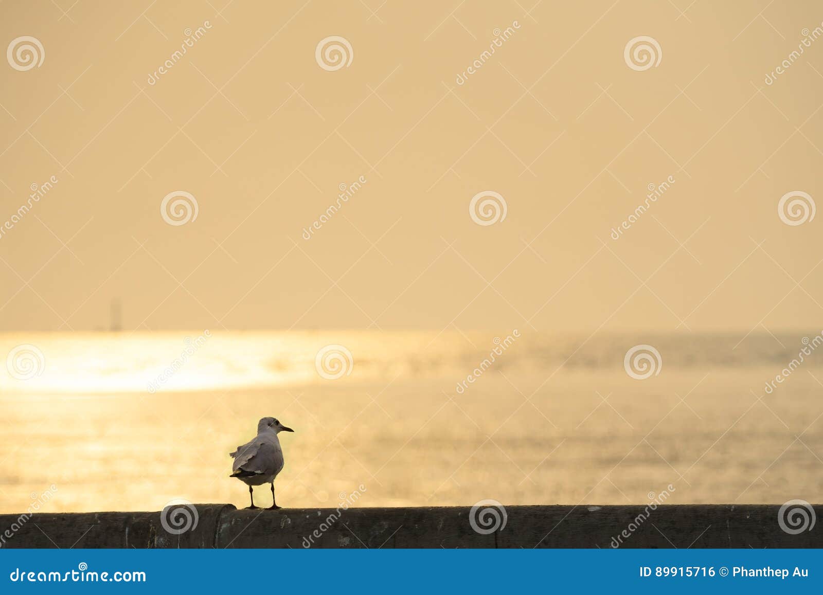 Backlit Bird Perches on Bridge`s Rail Stock Photo - Image of scan ...