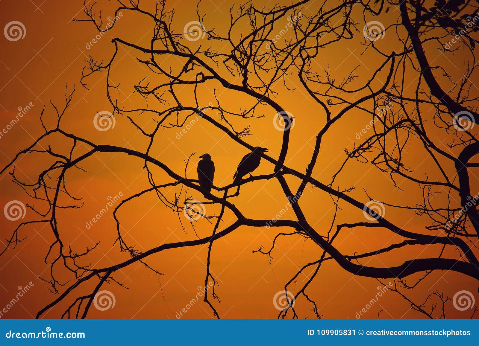 Backlit, Birds, Branches Picture. Image: 109905831