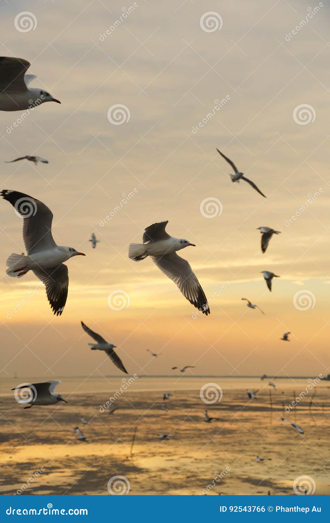 305 Backlit Seagulls Stock Photos - Free & Royalty-Free Stock Photos ...