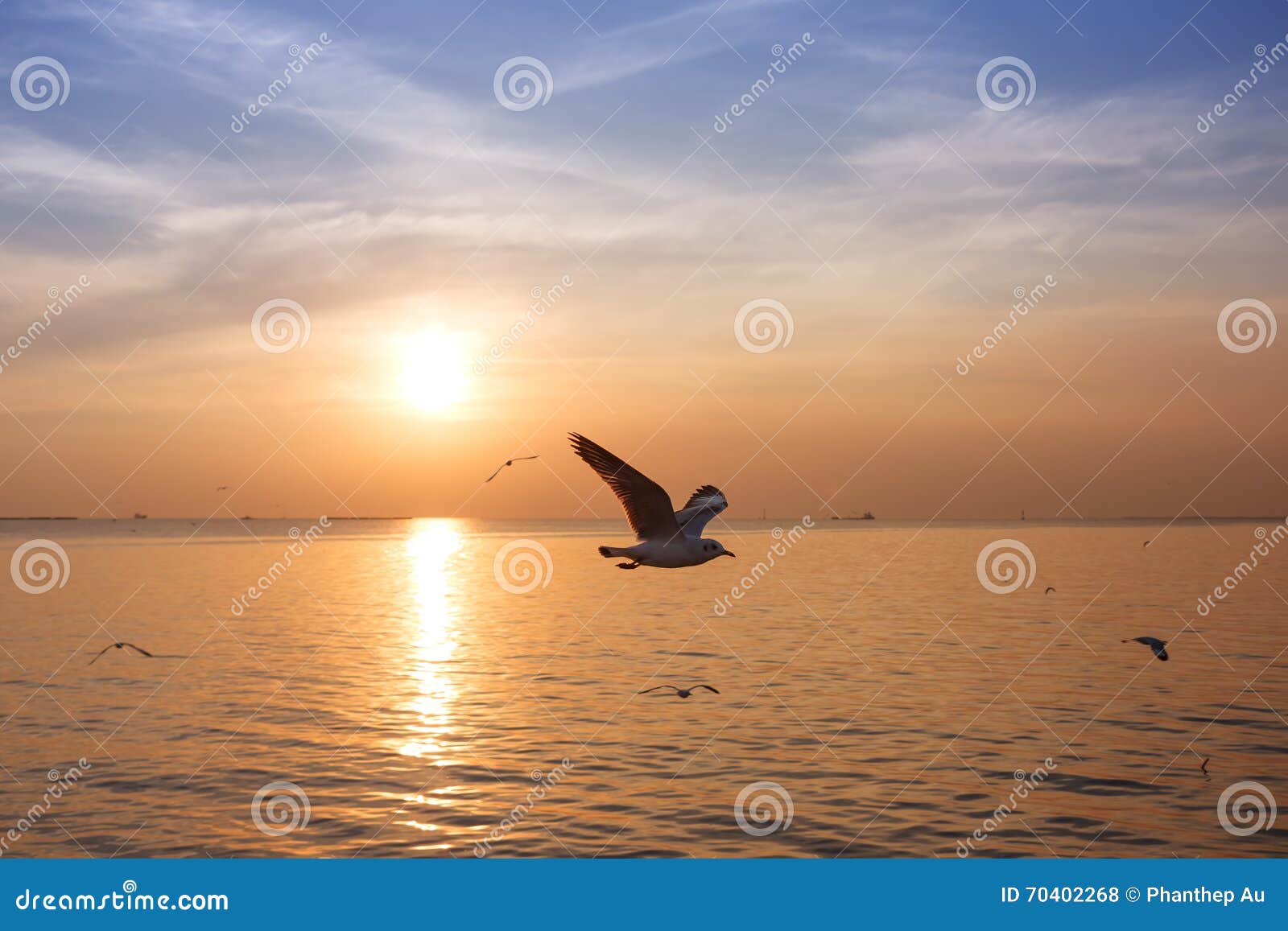 Backlit Birds Flying in Sunset Stock Photo - Image of pose, bird: 70402268
