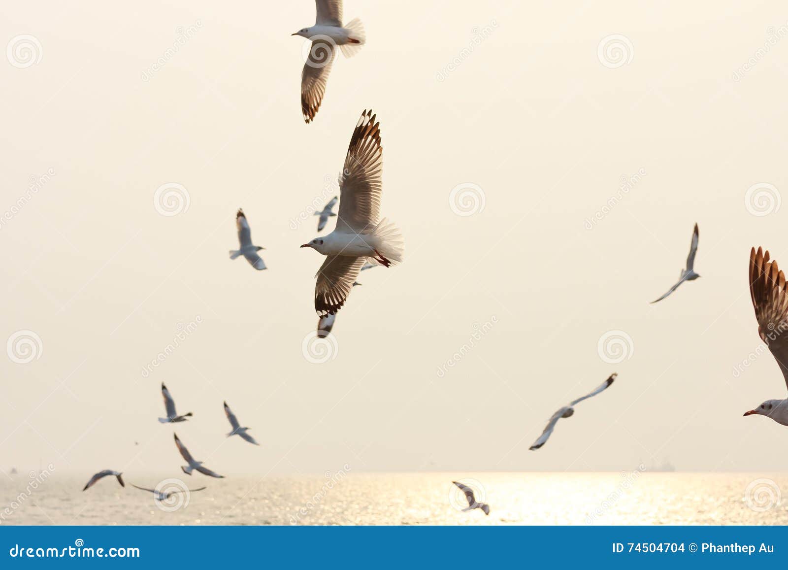 Backlit Birds Flying at Sunset Stock Photo - Image of clear, life: 74504704