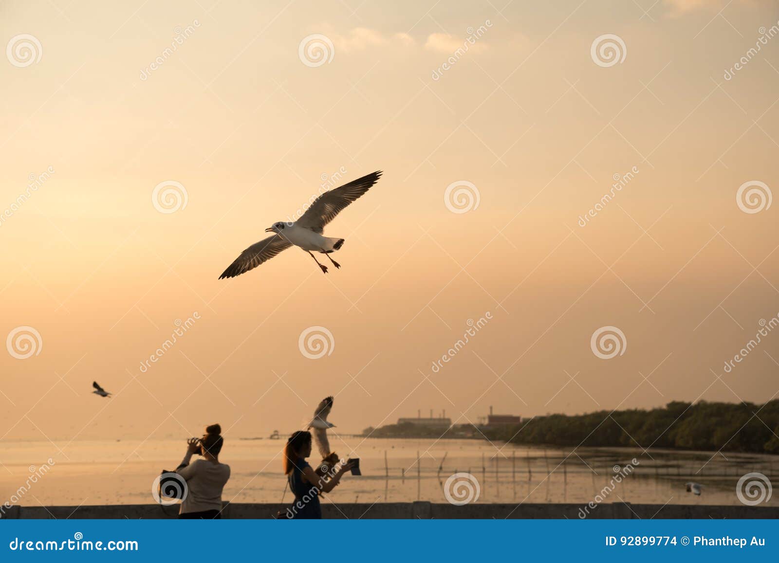 Backlit Birds Flying at Sunset Stock Photo - Image of atmosphere, scene ...