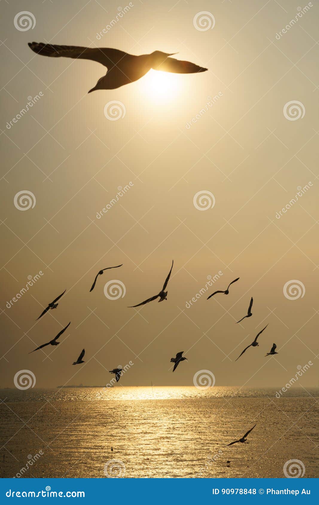 Backlit Birds Gliding at Sunset Stock Photo - Image of birds, idea ...