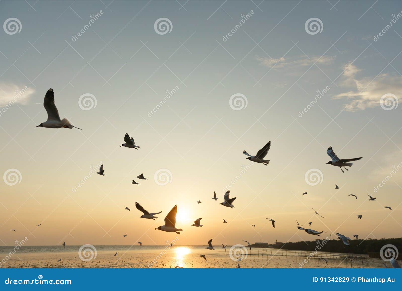 Backlit Birds Gliding at Sunset Stock Image - Image of action, spread ...