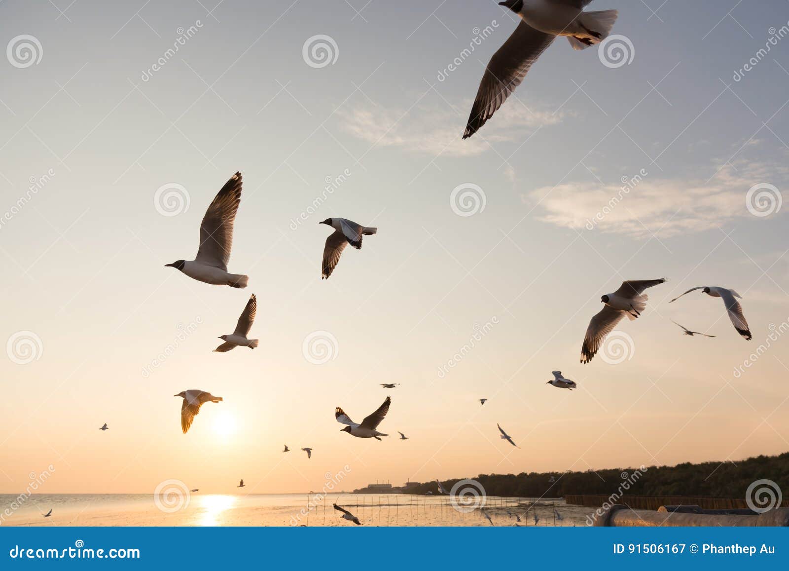 Backlit Birds Gliding at Sunset Stock Image - Image of gliding, friends ...