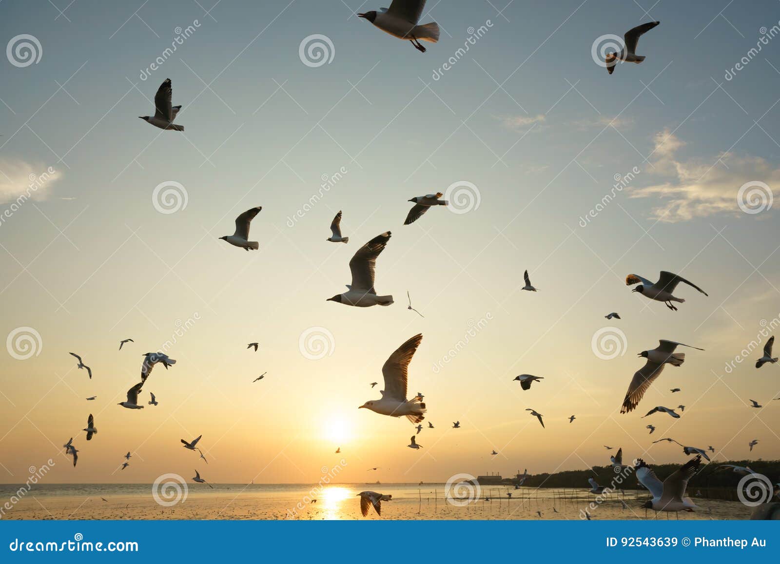 Backlit Birds Gliding at Sunset Stock Image - Image of flying, action ...