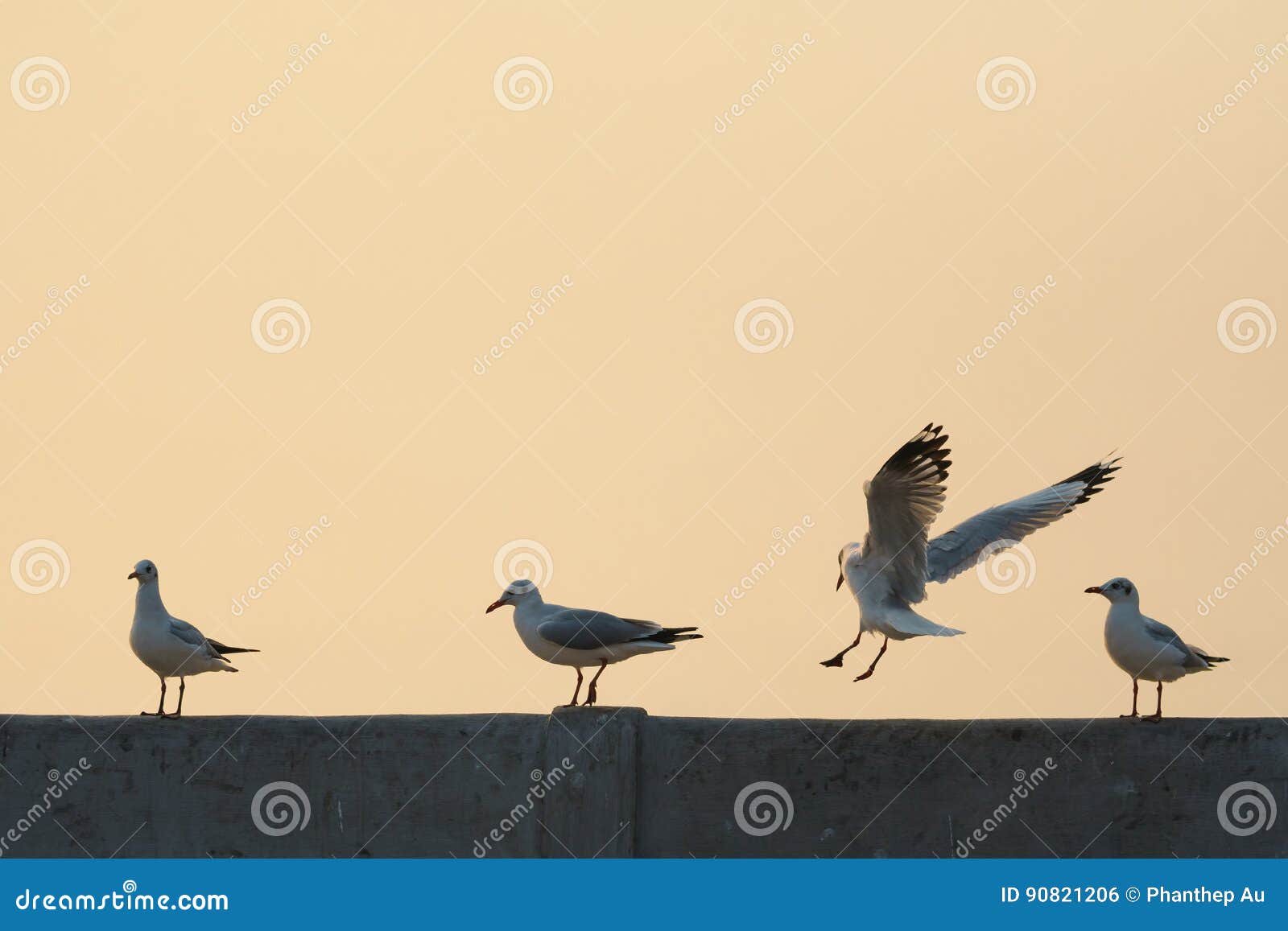 Backlit Birds Landing on Bridge Rail Stock Photo - Image of serenity ...
