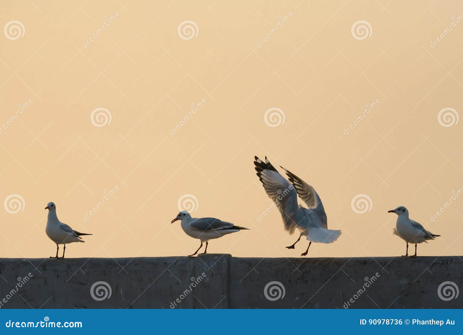 Backlit Birds Landing on Bridge Rail Stock Photo - Image of peace ...