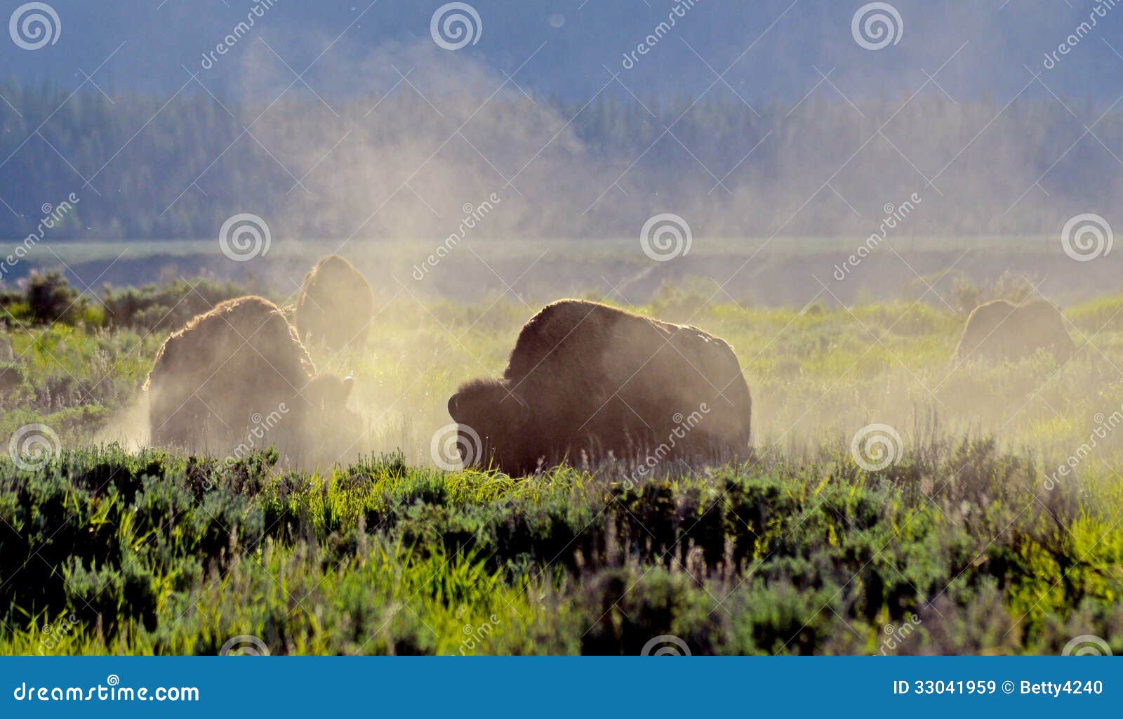 Backlit Bison in a Dust Field. Stock Image - Image of beast, newborn ...