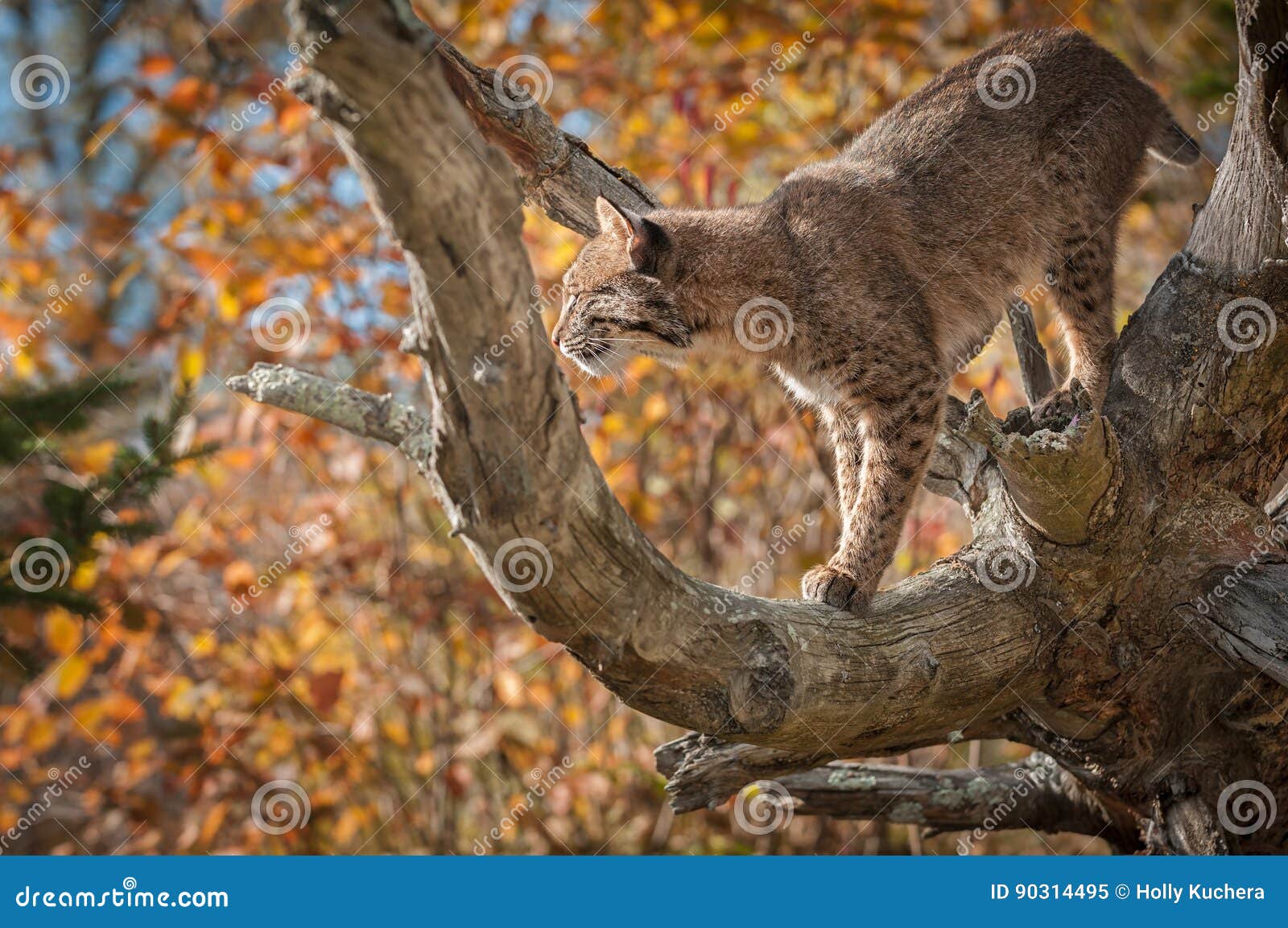 Backlit Bobcat Lynx Rufus in Branches Stock Image - Image of branch ...