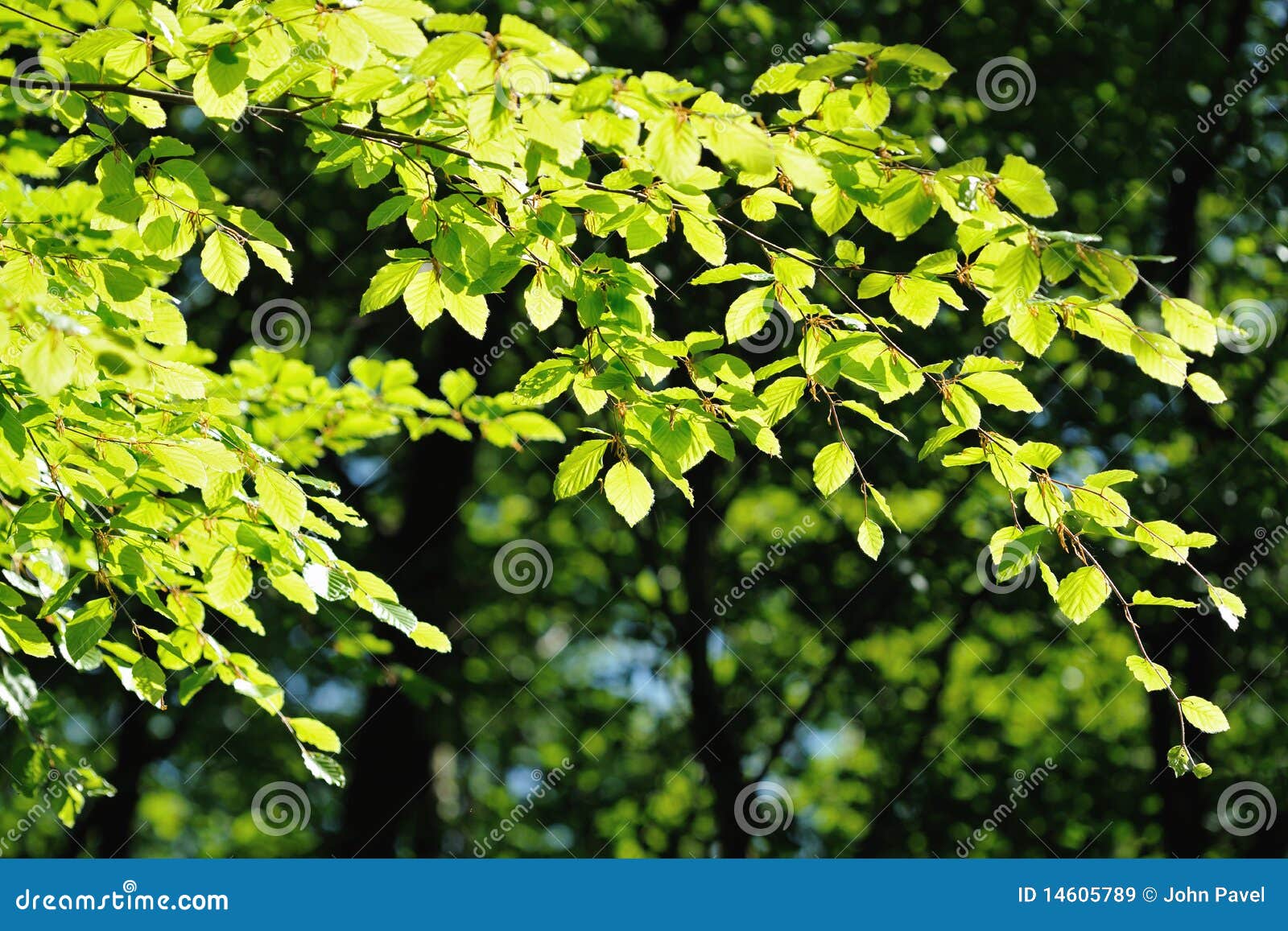 Backlit Branch of a Beech Tree in a Wood Stock Image - Image of ...