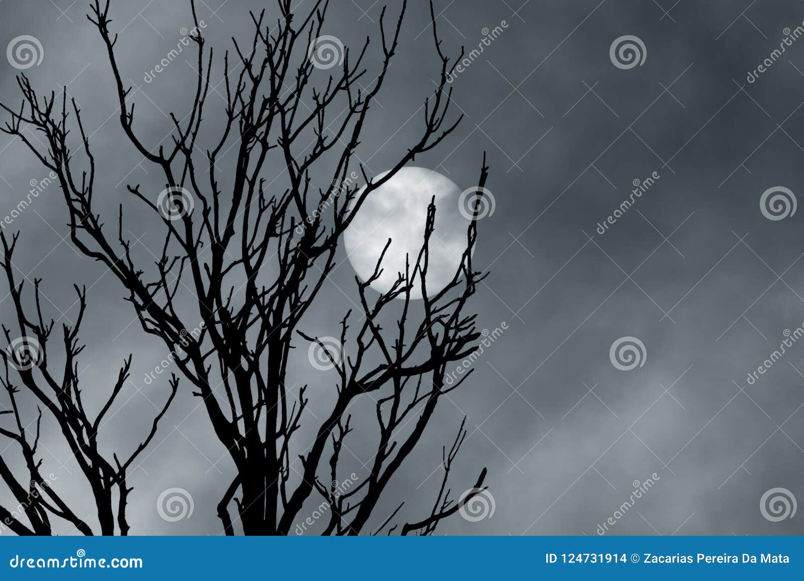 Overcast full moon night stock photo. Image of branch - 124731914