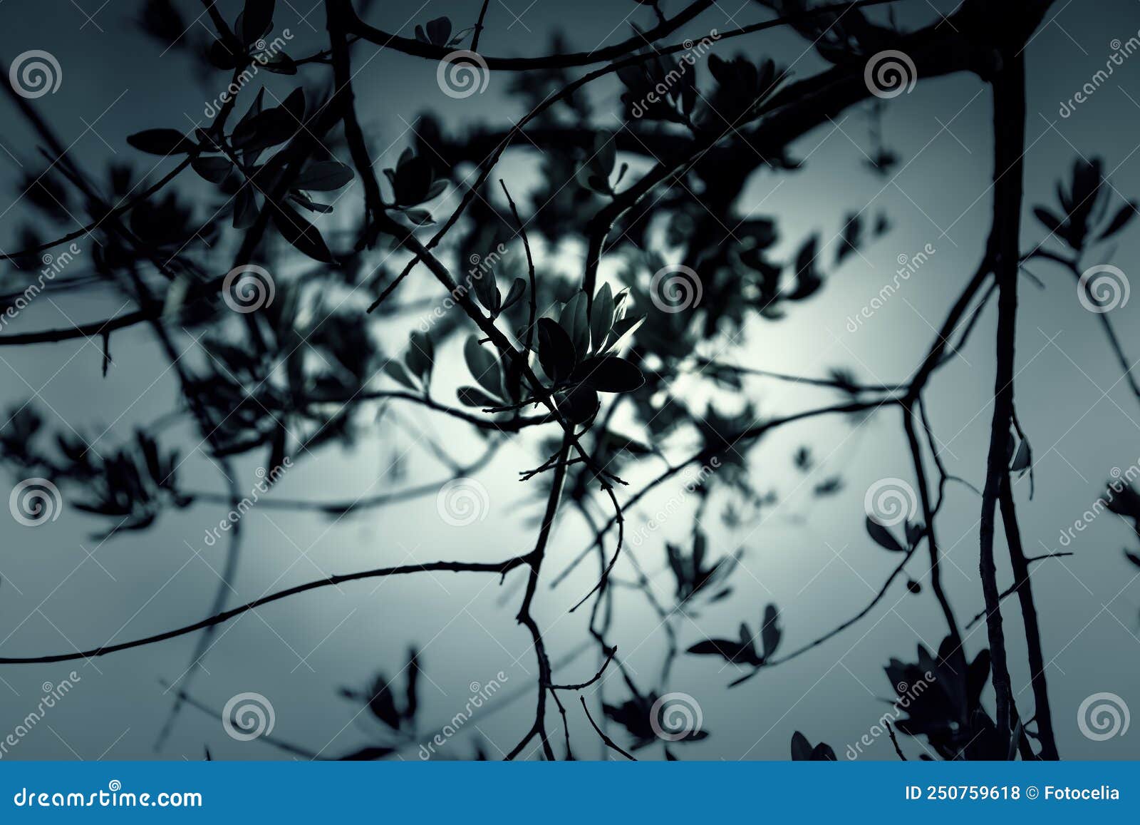 Backlit Branches in the Forest Stock Photo - Image of green, greenery ...