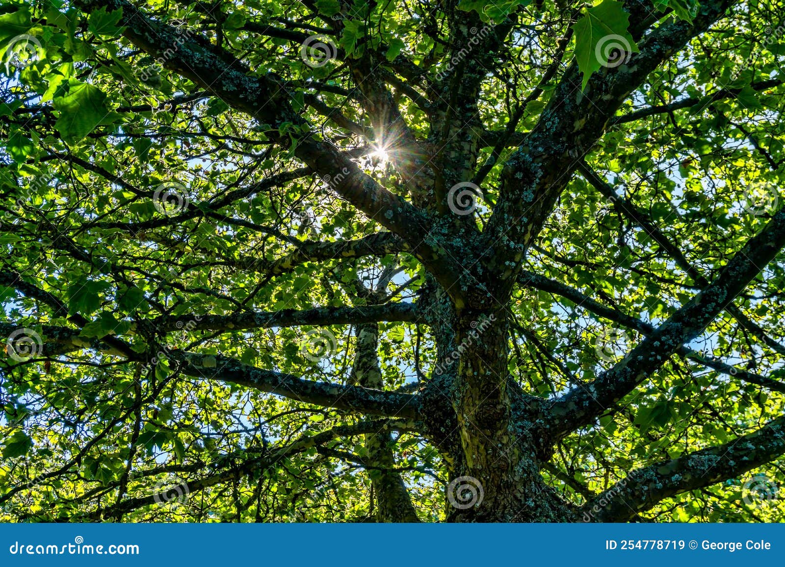 Backlit Branches and Leaves Stock Image - Image of leaves, washington ...