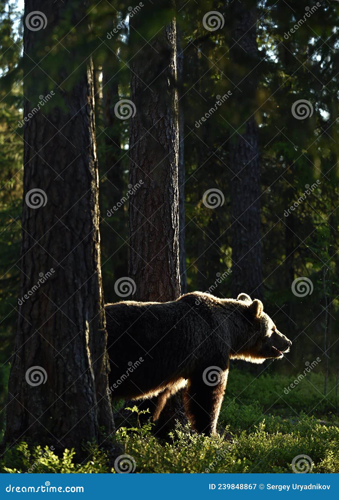 Backlit Brown Bear. Bear Against a Sun. Brown Bear in Back Light Stock ...