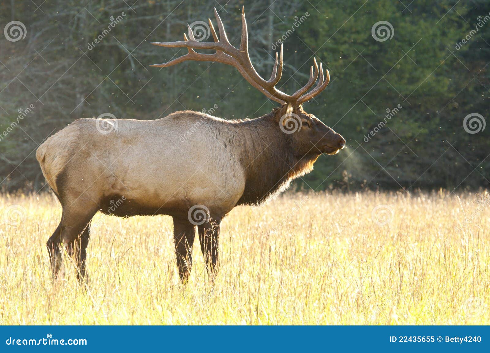 Backlit bull moose in rut stock image. Image of smoky - 22435655