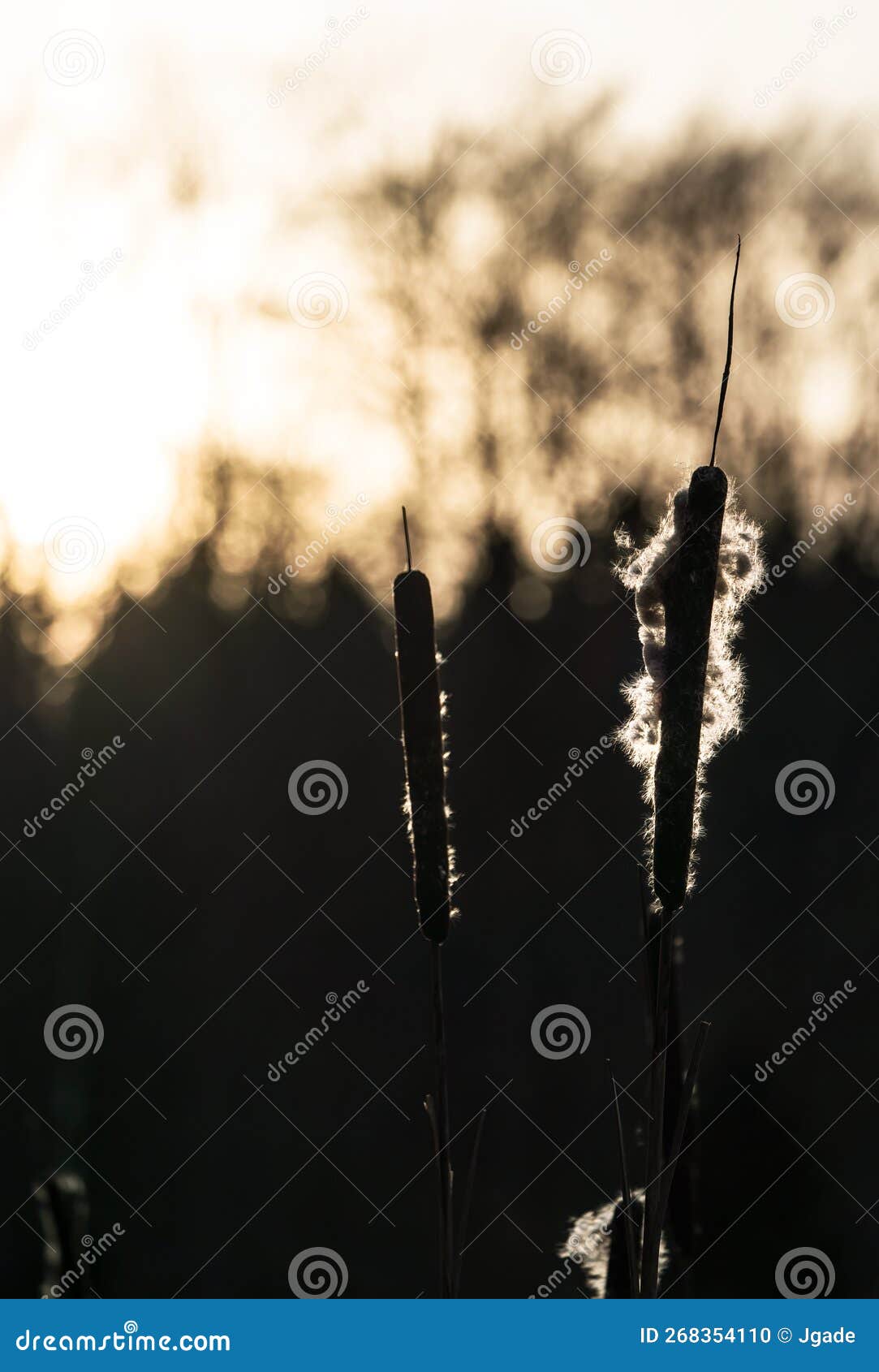 Backlit Cattail in Warm Light Stock Photo - Image of fluffy, backlight ...