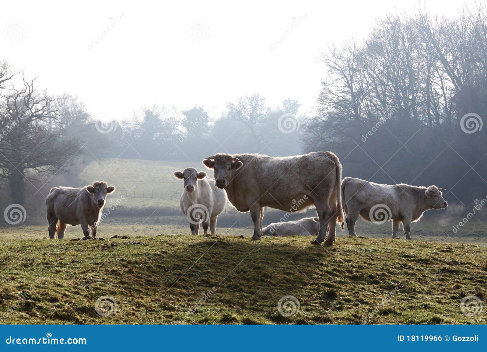 Backlit Charolais Cows Cold Winter Mist Stock Photo - Image of ...
