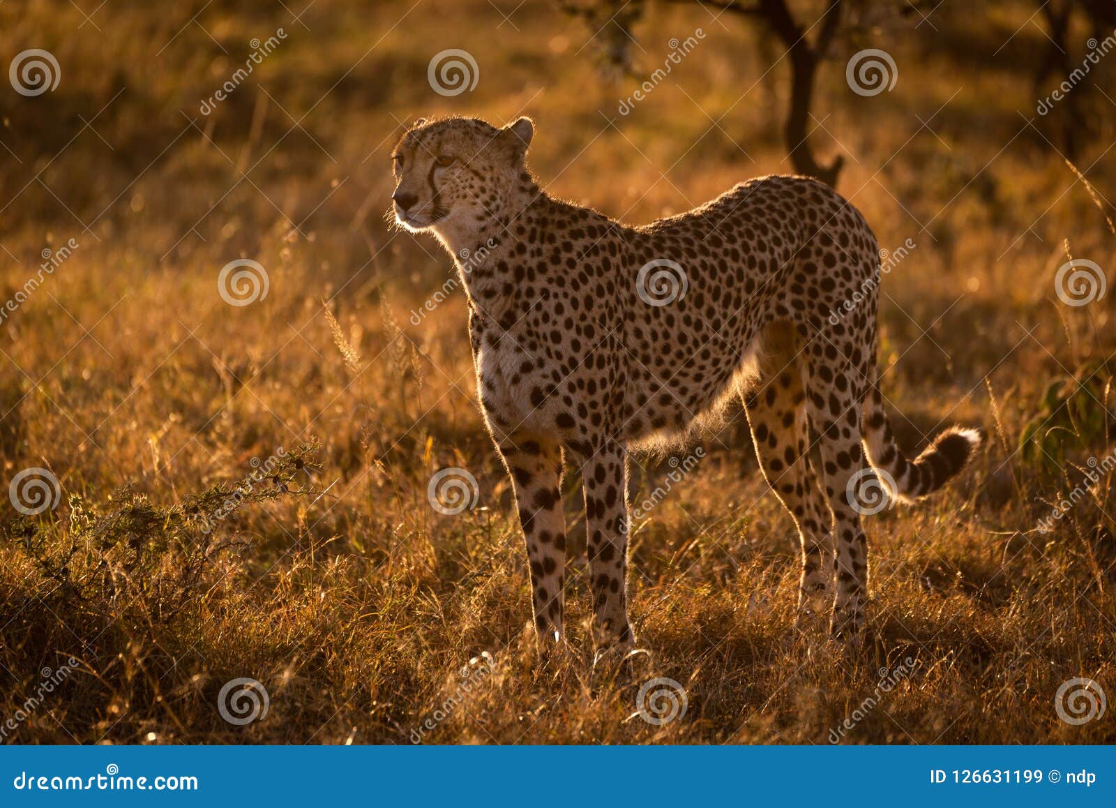 Backlit Cheetah Standing in Grass at Sunset Stock Image - Image of dusk ...