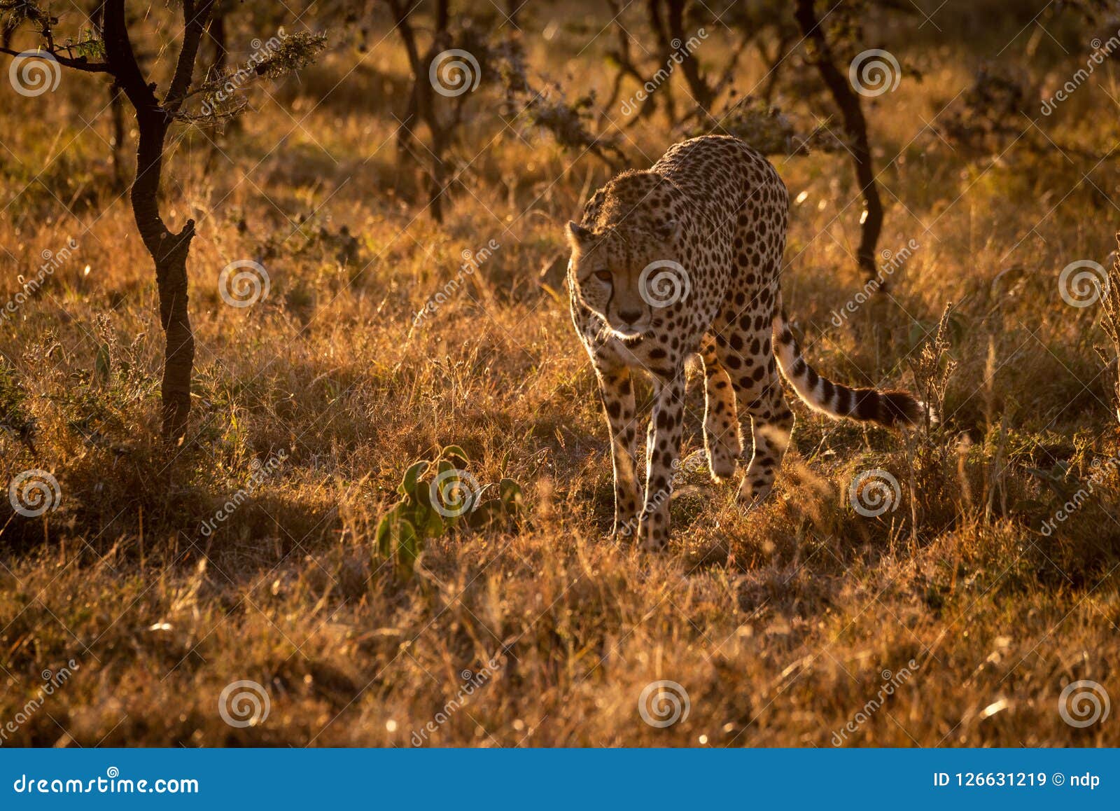 Backlit Cheetah Walking Towards Camera at Sunset Stock Image - Image of ...