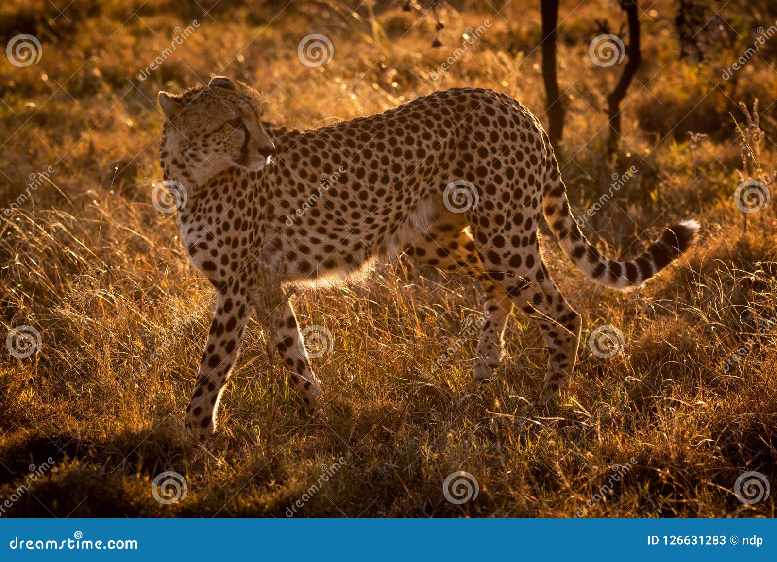 Backlit Cheetah Walks in Grass Looking Back Stock Image - Image of ...