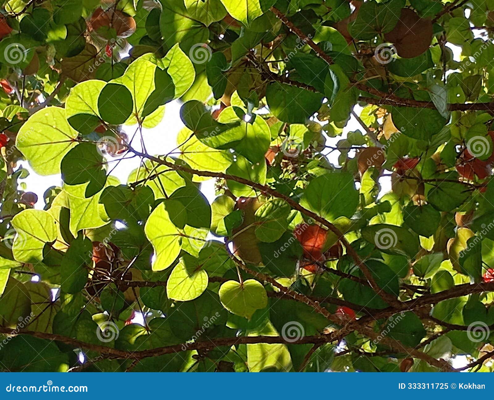 Backlit Colourful Green Canopy Stock Image - Image of green, evergreen ...