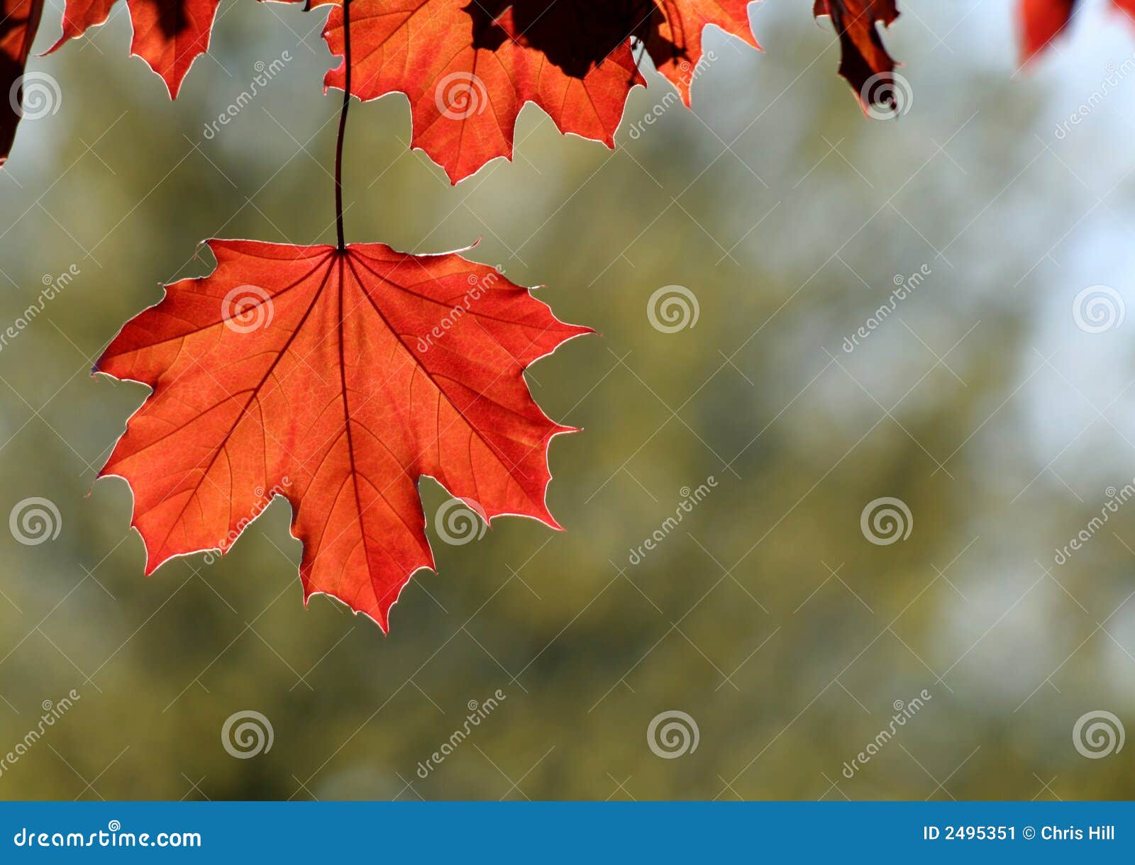 Backlit Copper Maple Leaf stock image. Image of fall, blue - 2495351