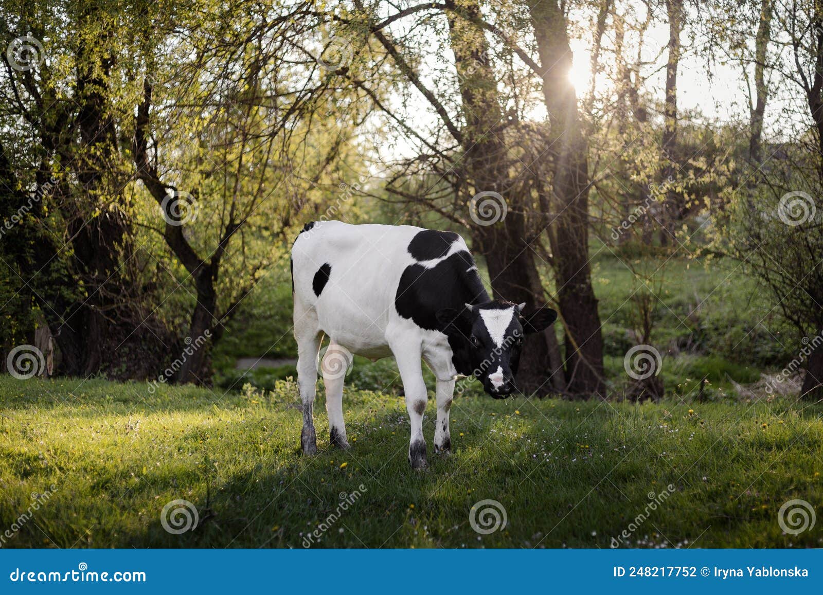 Backlit Cow Grazing in a Field at Sunset. Black and White Cow Looking ...