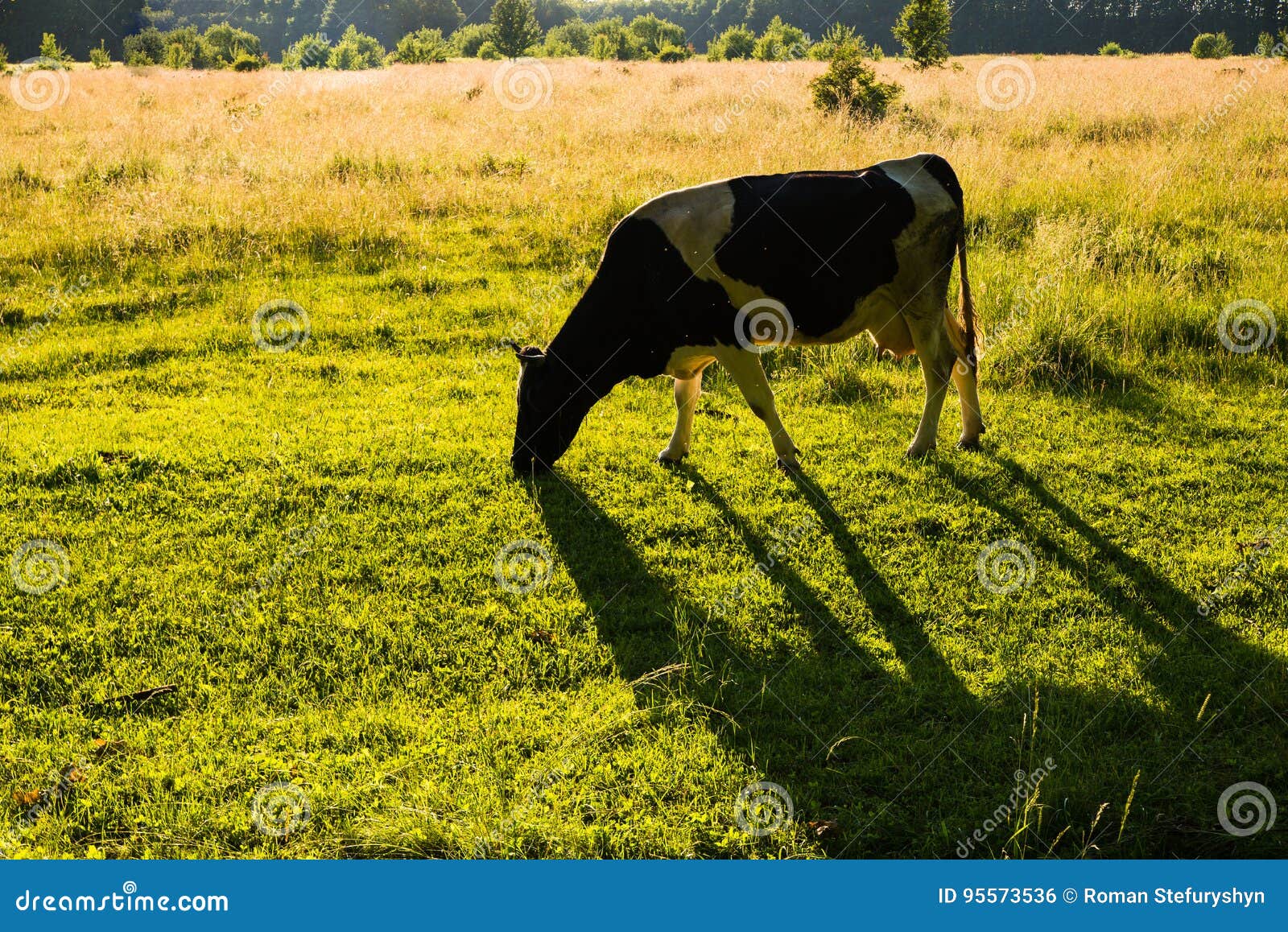 Backlit Cow Grazing in a Field at Sunset. Stock Photo - Image of ...