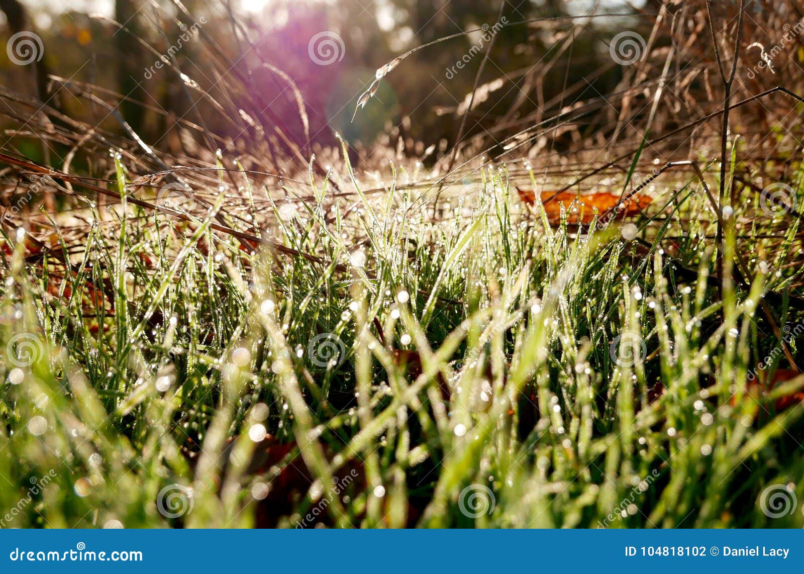Backlit Dew Covered Grass Sparkles in the Morning Sun. Stock Photo - Image of autumn, grass ...
