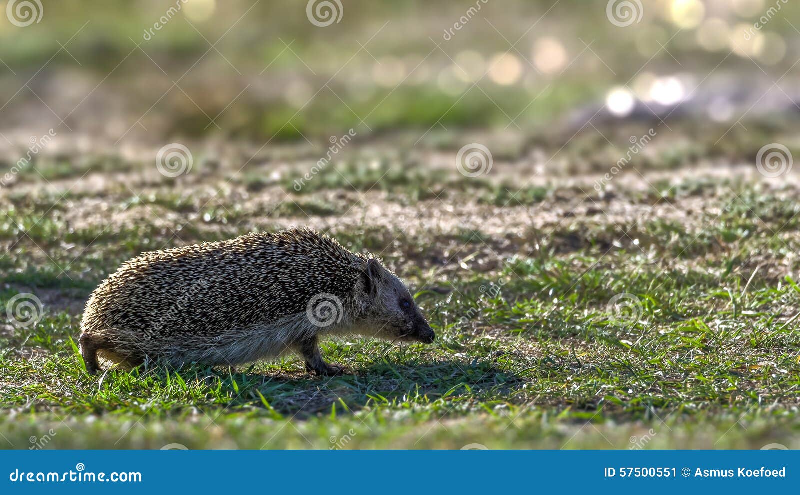Backlit Egel Die Op Kort Gras Lopen Stock Afbeelding - Image of egel ...