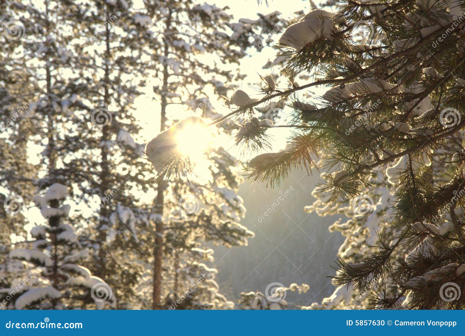 Backlit evergreen sunrise stock photo. Image of backlit - 5857630