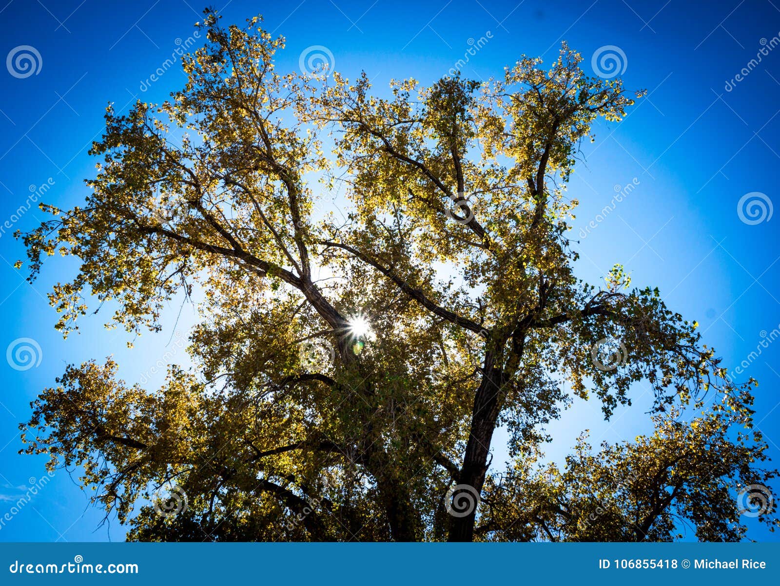 Backlit Red Fall Leaves On A Tree Branch Pink Sunset Sky Background ...