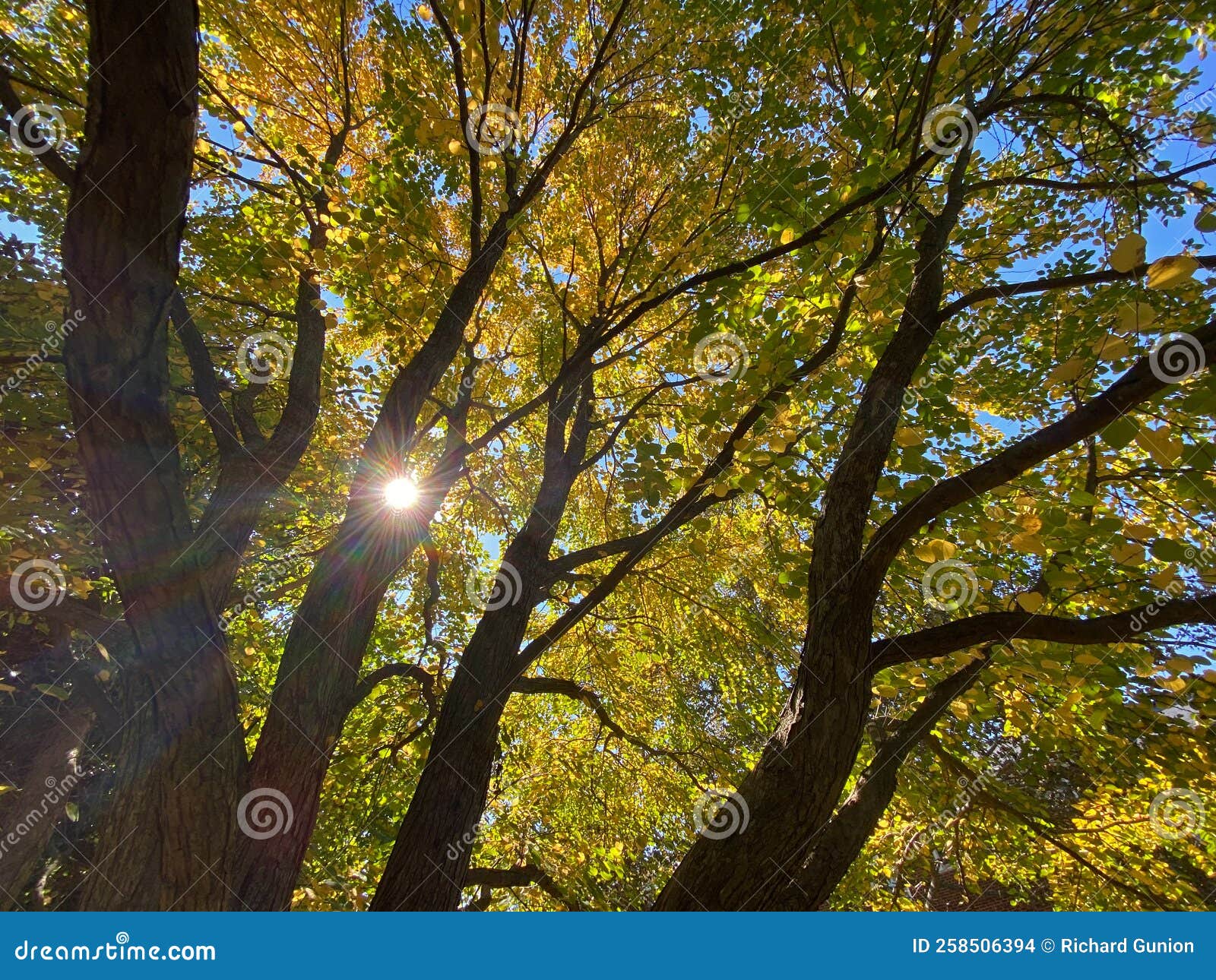 Backlit Red Fall Leaves On A Tree Branch Pink Sunset Sky Background ...