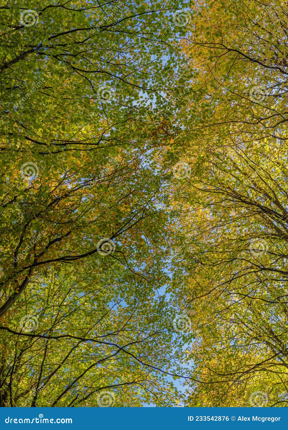 Backlit Fall and Autumn Leaf Canopy Stock Photo - Image of canopy ...