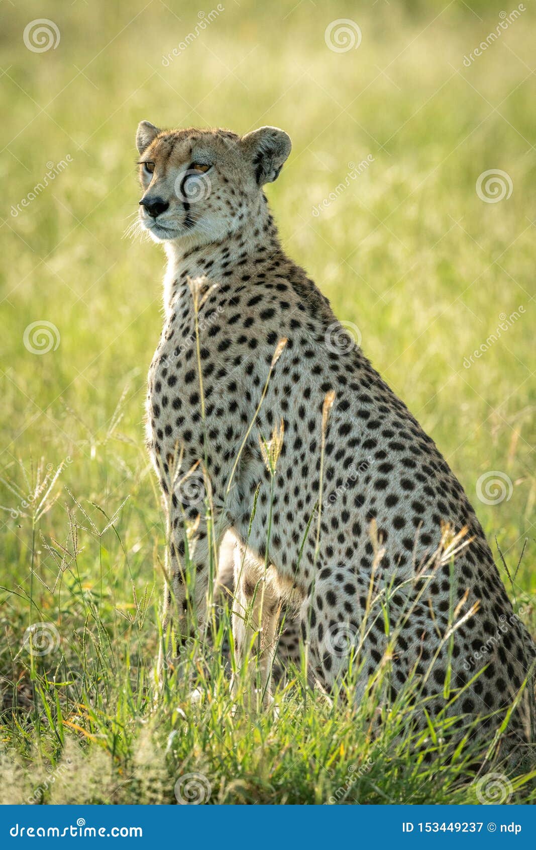 Backlit Female Cheetah Sits in Tall Grass Stock Image - Image of ...