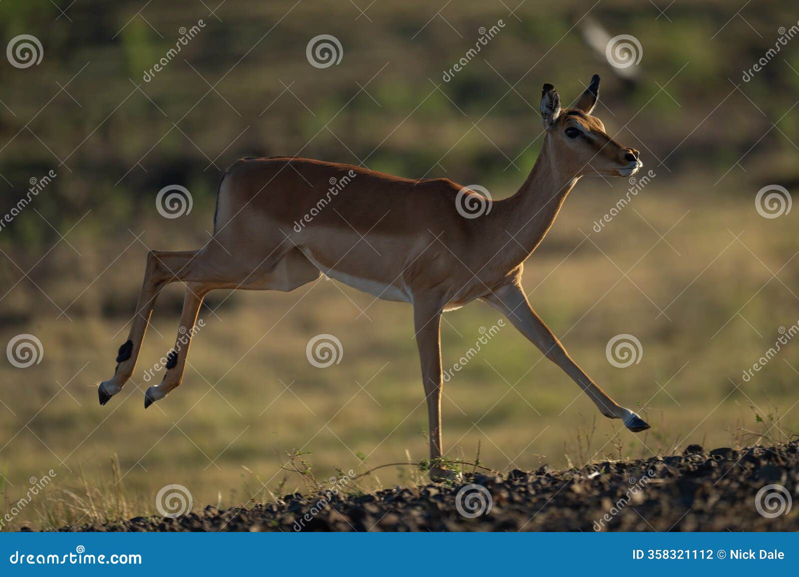 Backlit Female Impala Gallops Past on Savanna Stock Photo - Image of ...