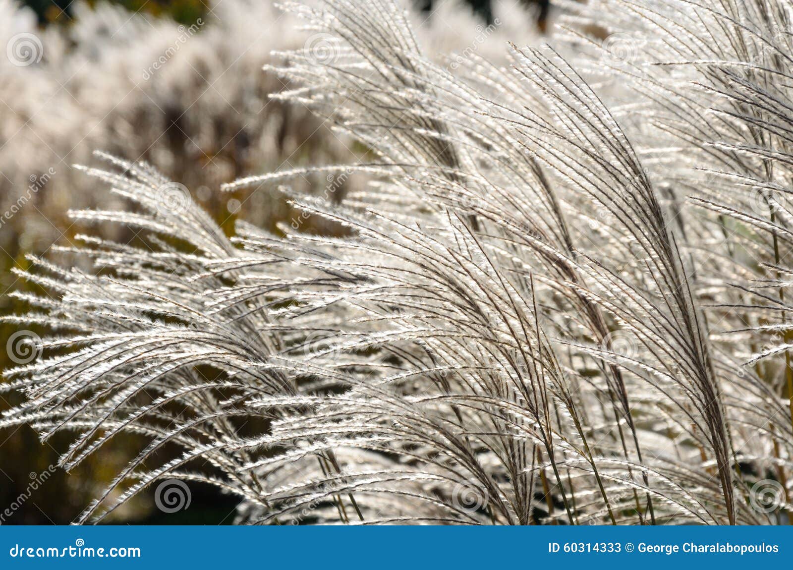 Backlit fluffy grass stock image. Image of ecological - 60314333