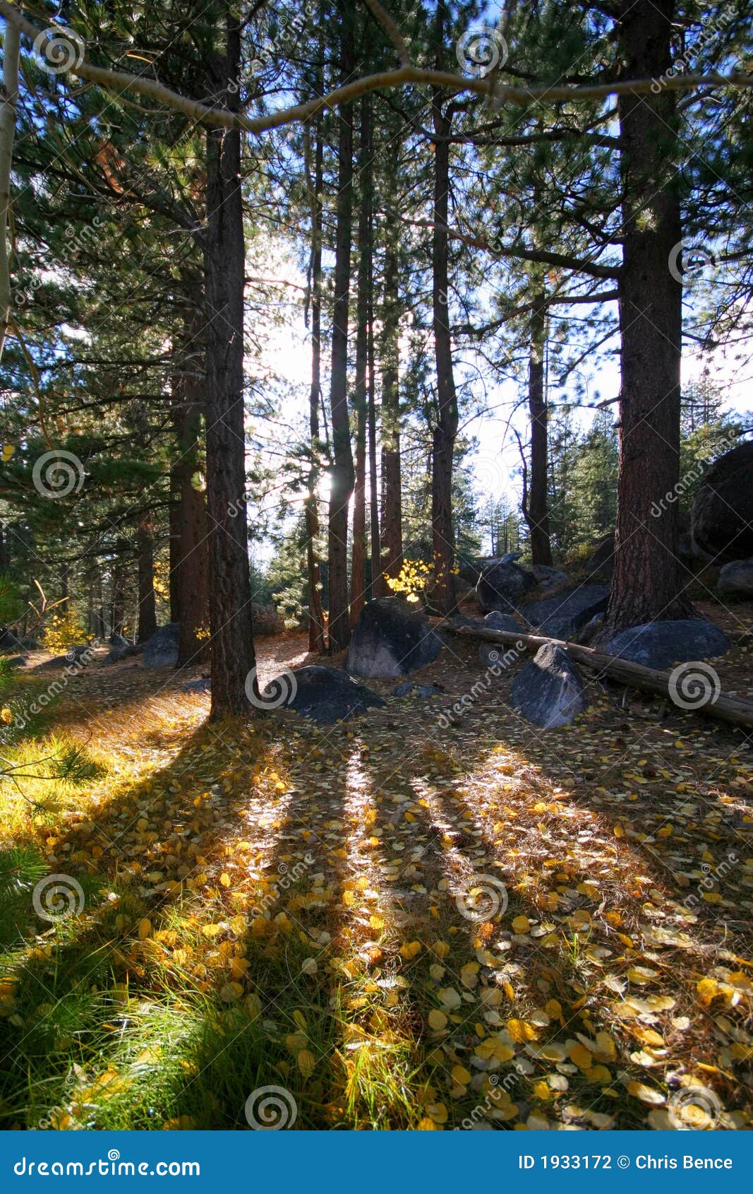 Backlit Forest stock photo. Image of hike, reflection - 1933172