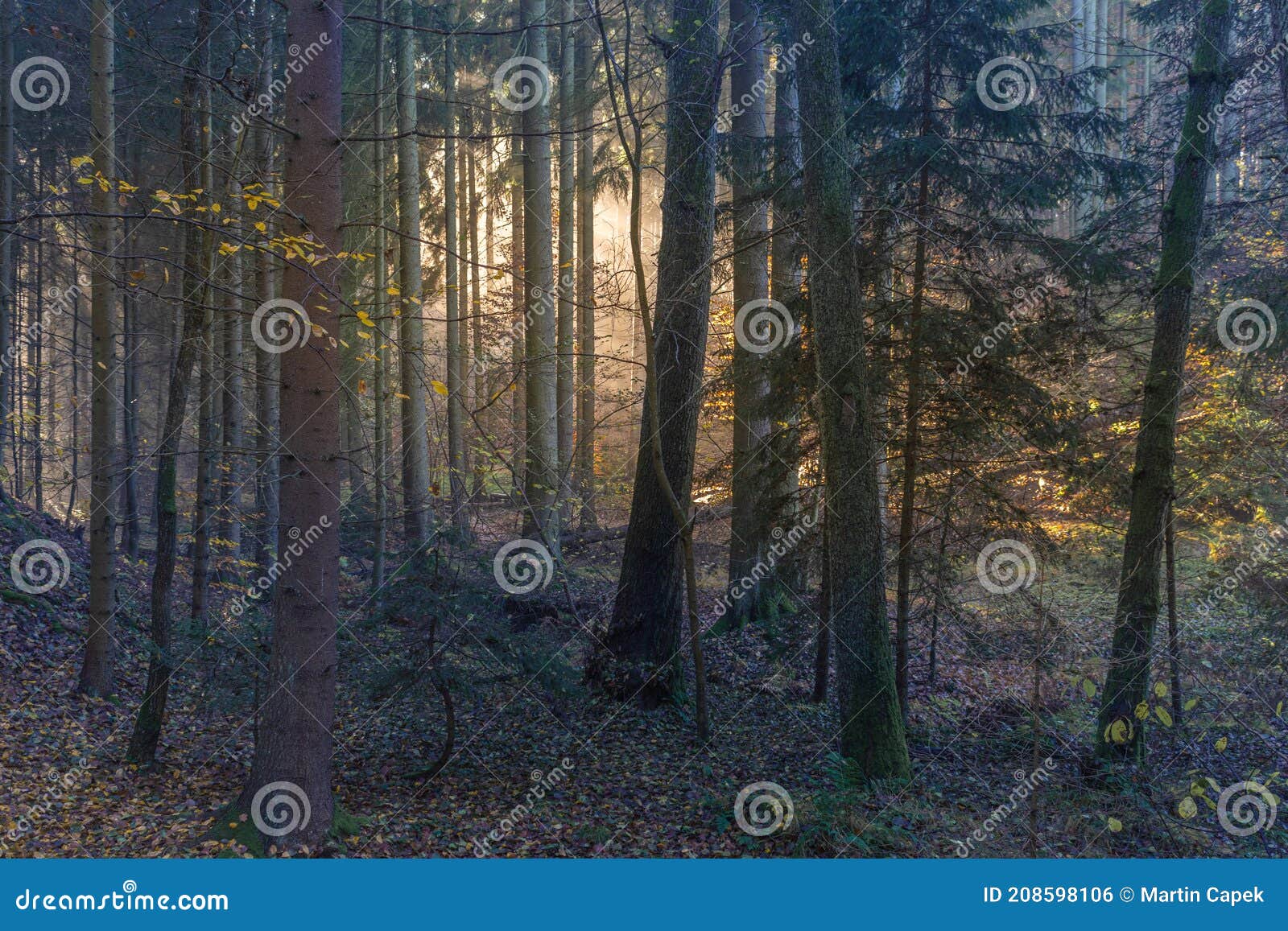 Backlit Forest with Fog and Sun Beams Stock Photo - Image of season ...