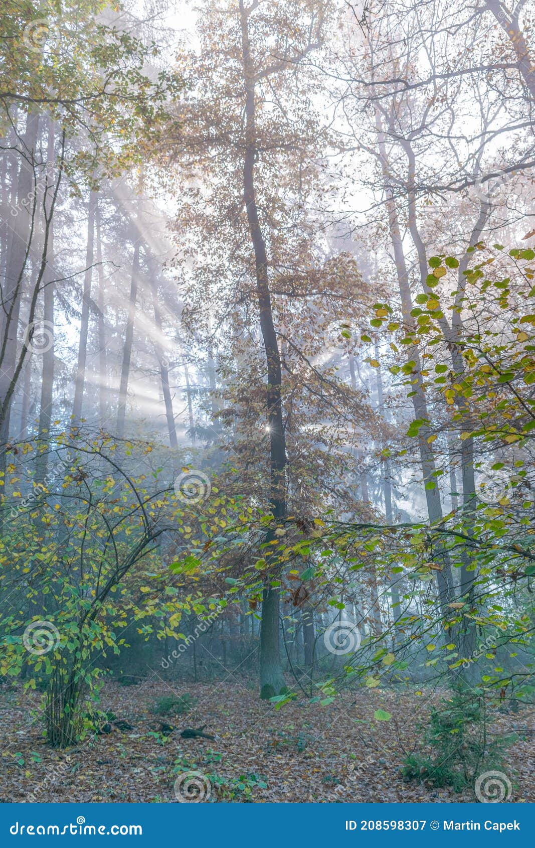 Backlit Forest with Fog and Sun Stock Image - Image of ghost, sunrise ...