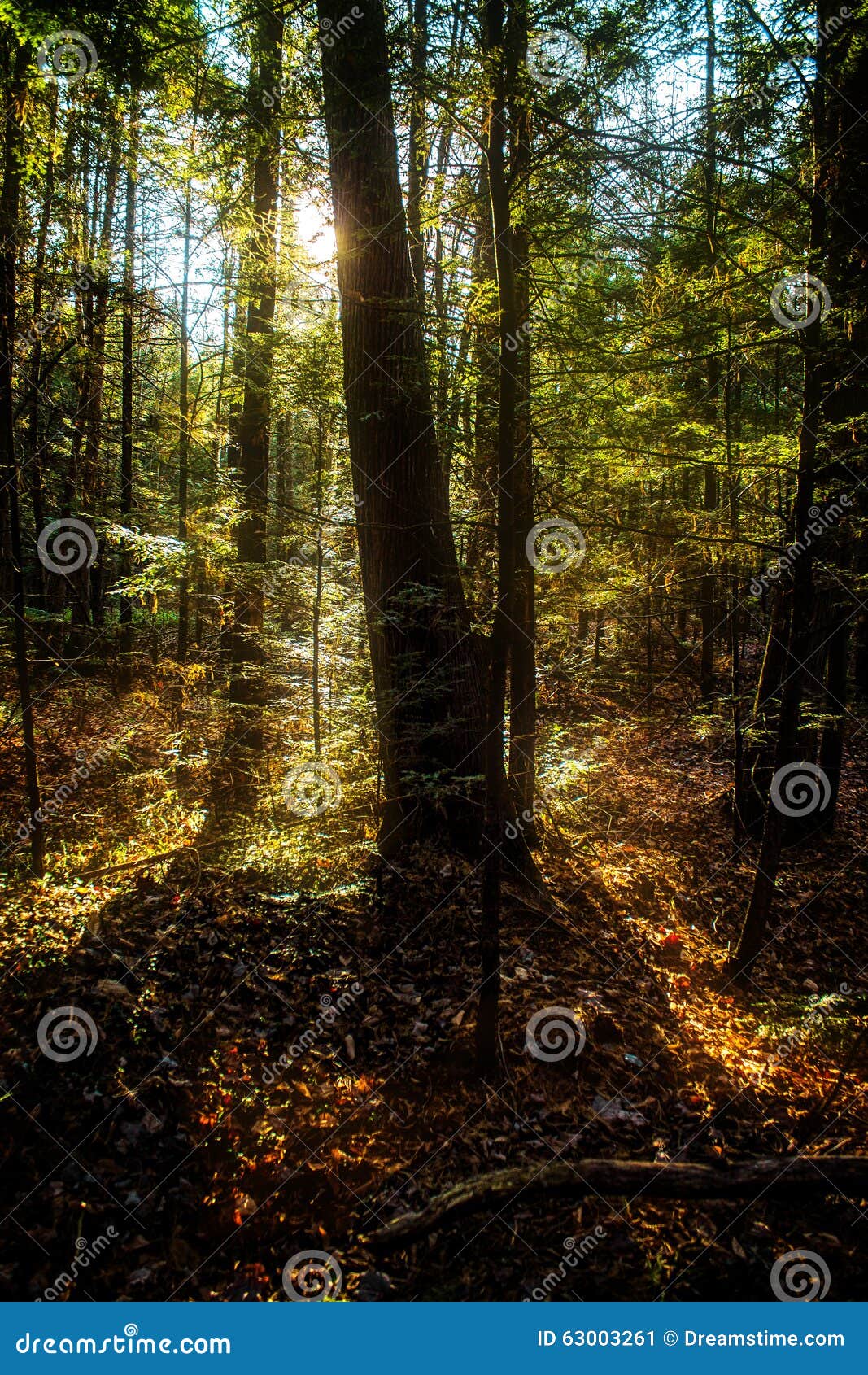 Backlit in the forest. stock image. Image of nature, green - 63003261