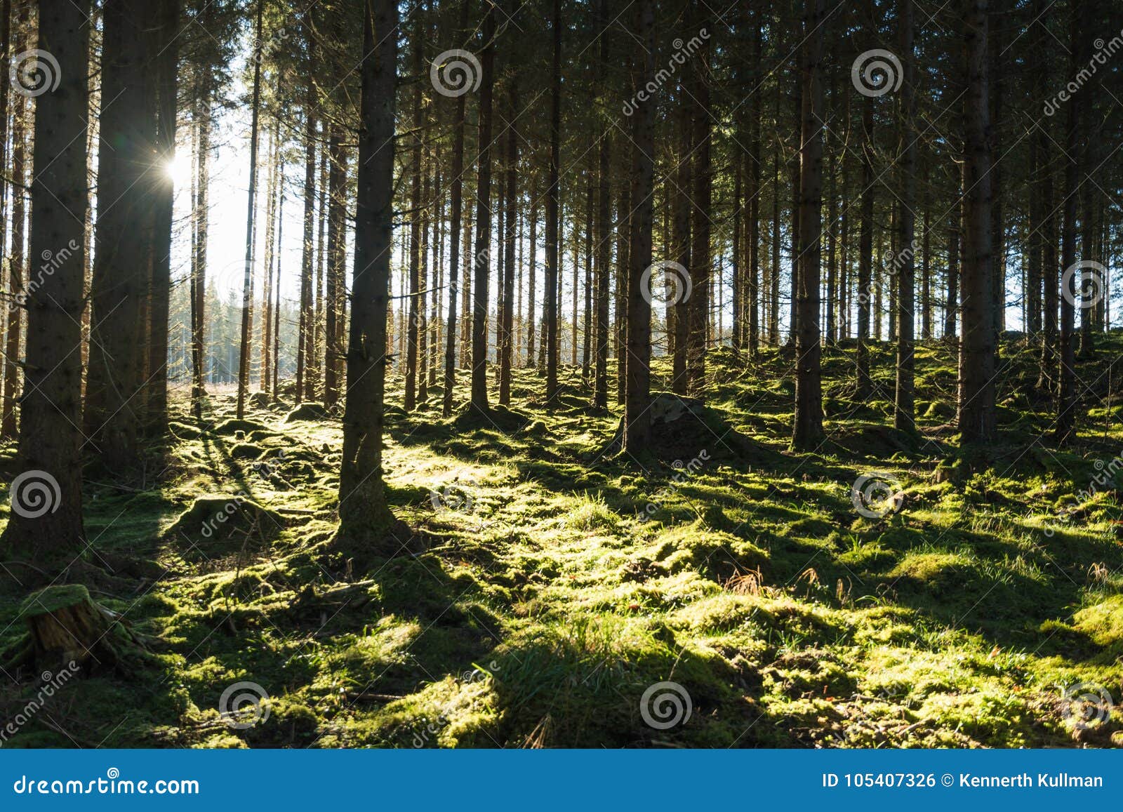 Backlit mossy forest stock photo. Image of mossy, foliage - 105407326