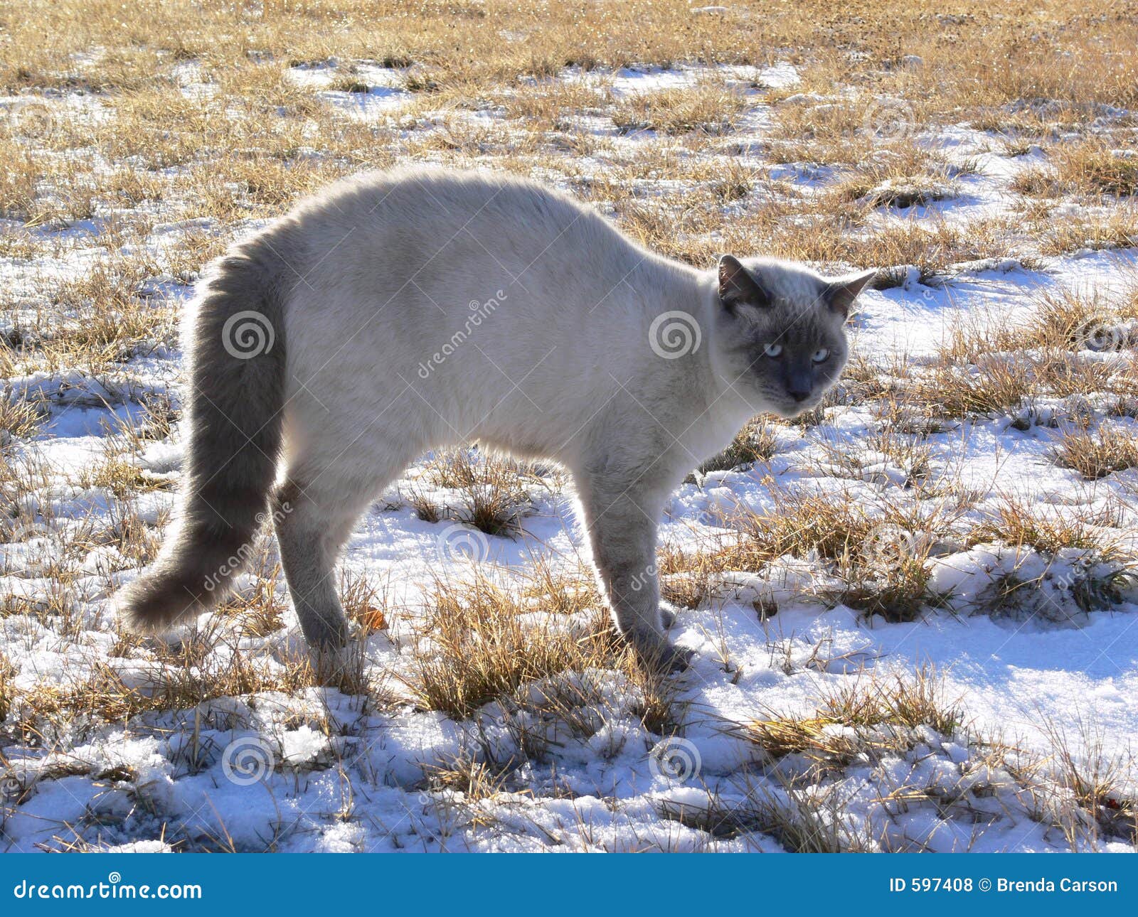 Backlit Fraidy Cat stock photo. Image of winter, frightened - 597408