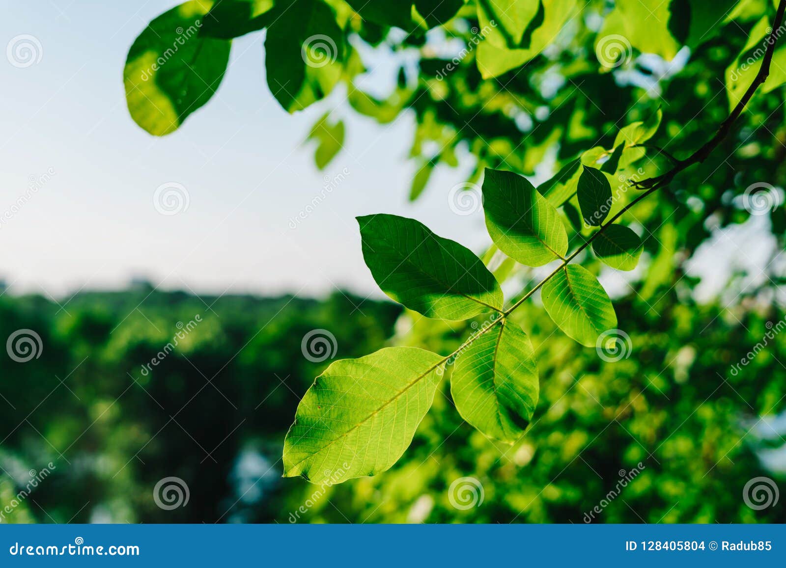 Backlit Fresh Green Tree Leaves in Summer Stock Photo - Image of light ... Backlit Fresh Green Tree Leaves in Summer Stock Photo - Image of light ...