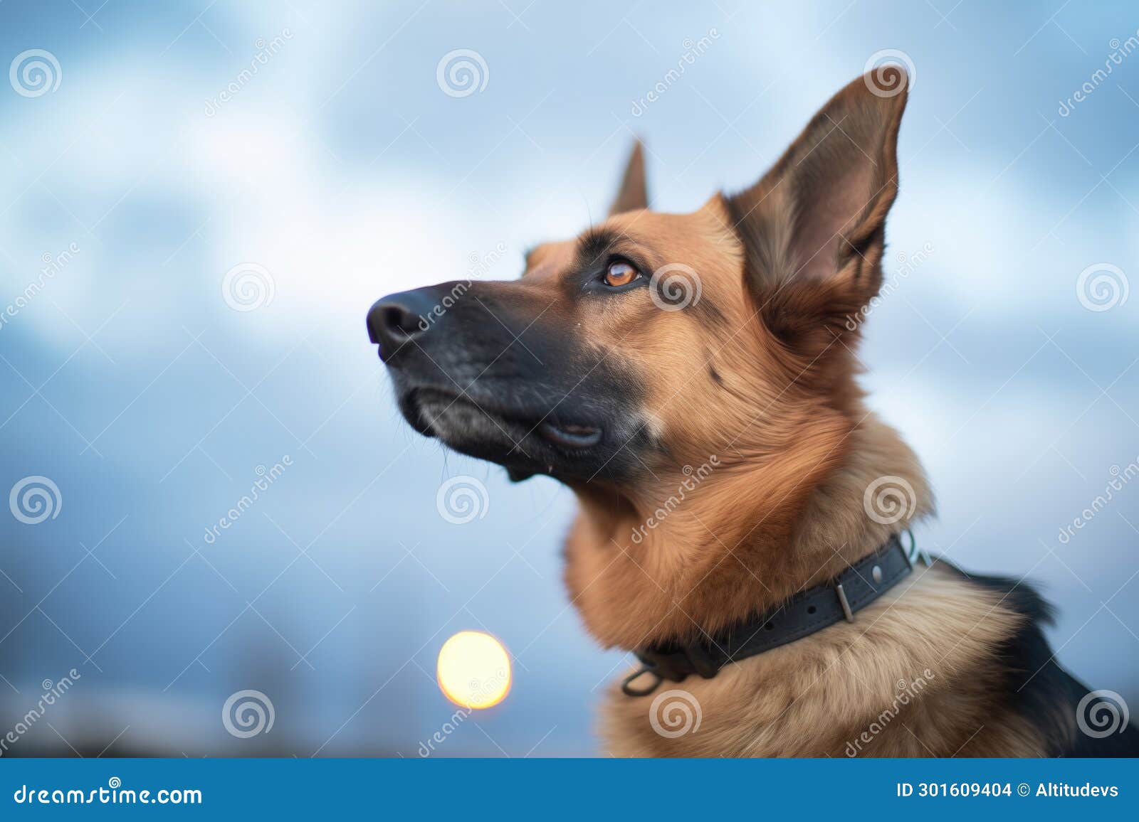 Backlit German Shepherd, Moon Above Stock Photo - Image of generated ...